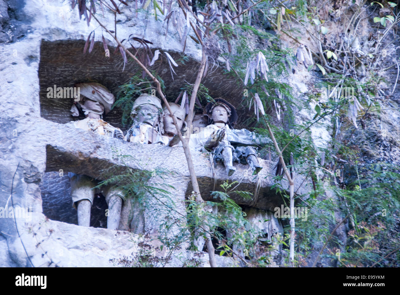 tau tau at sulawesi indonesia Stock Photo - Alamy