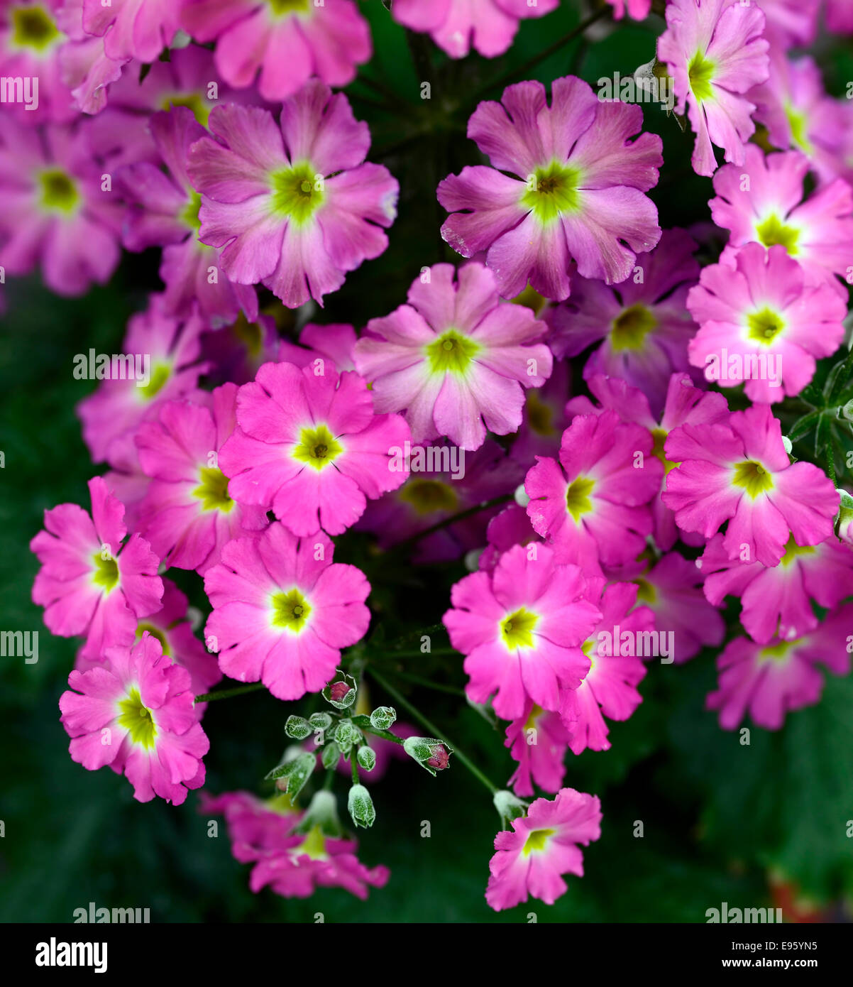Fairy primrose hi-res stock photography and images - Alamy