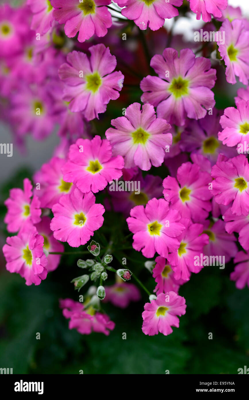 primula malacoides prima mixed pink primrose primulas flower flowers ...