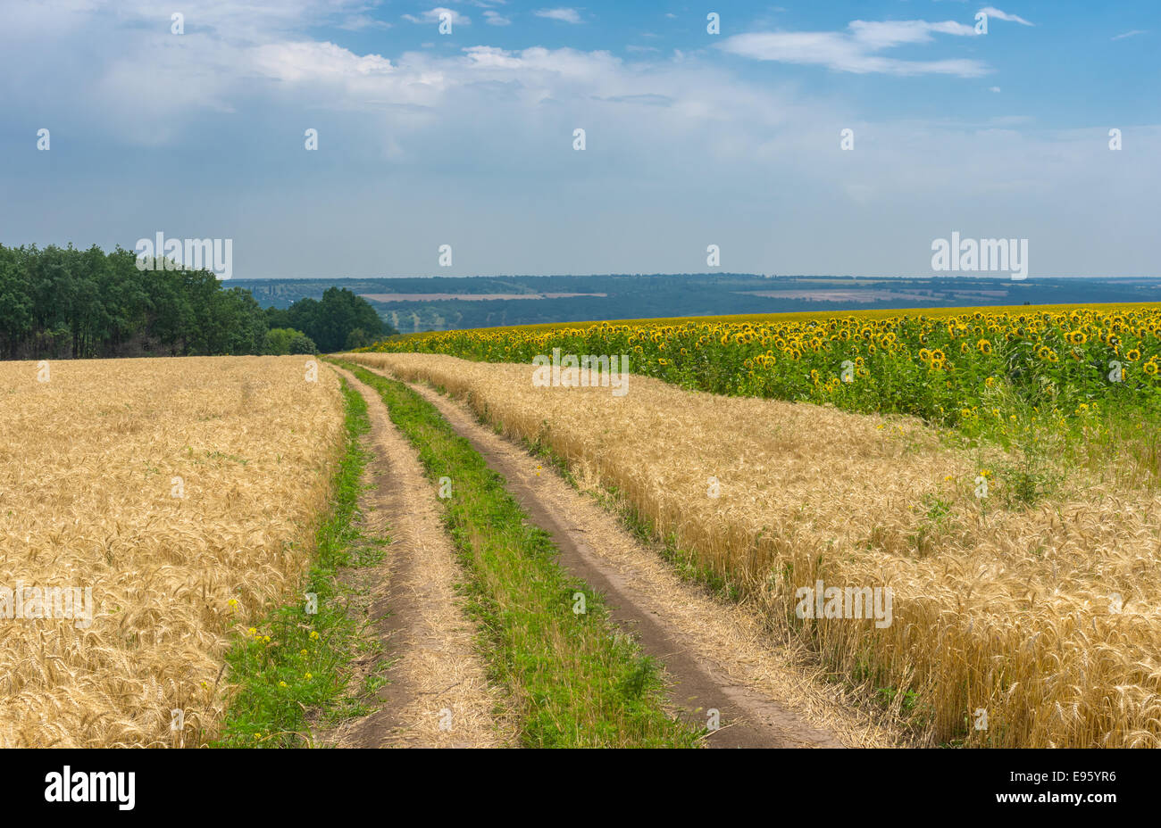 Ukrainian rural landscape wheat field hi-res stock photography and ...