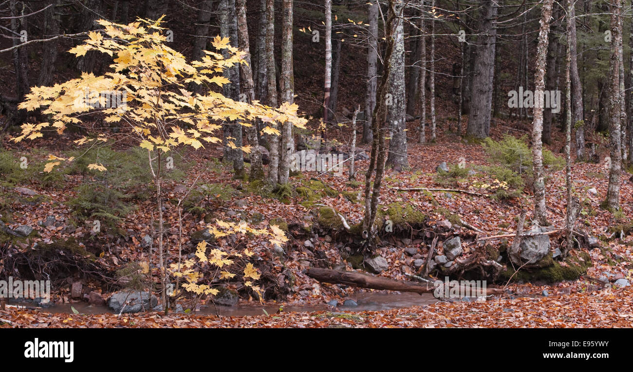 Small maple tree hi-res stock photography and images - Alamy