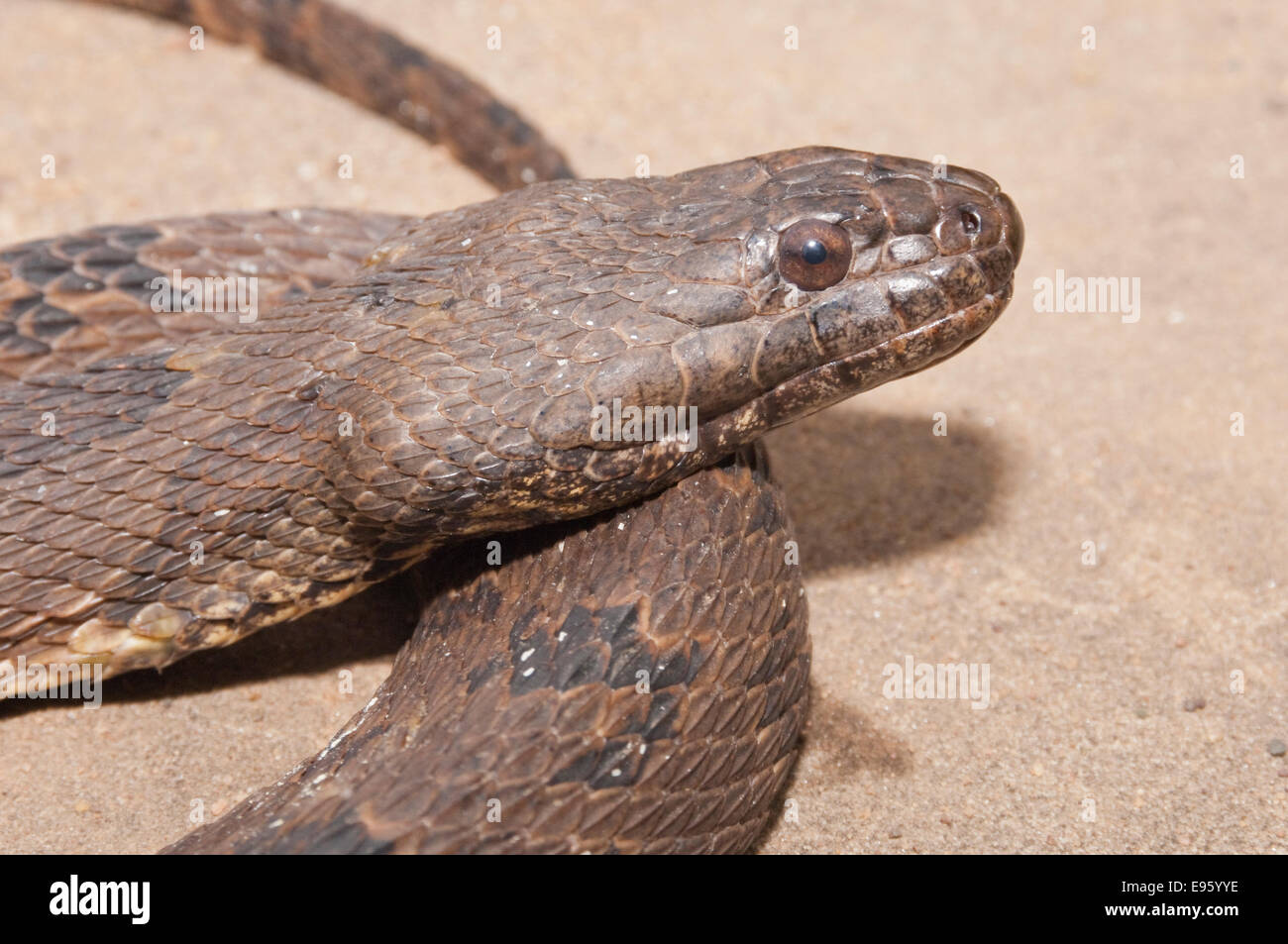 Brown Water Snake Head