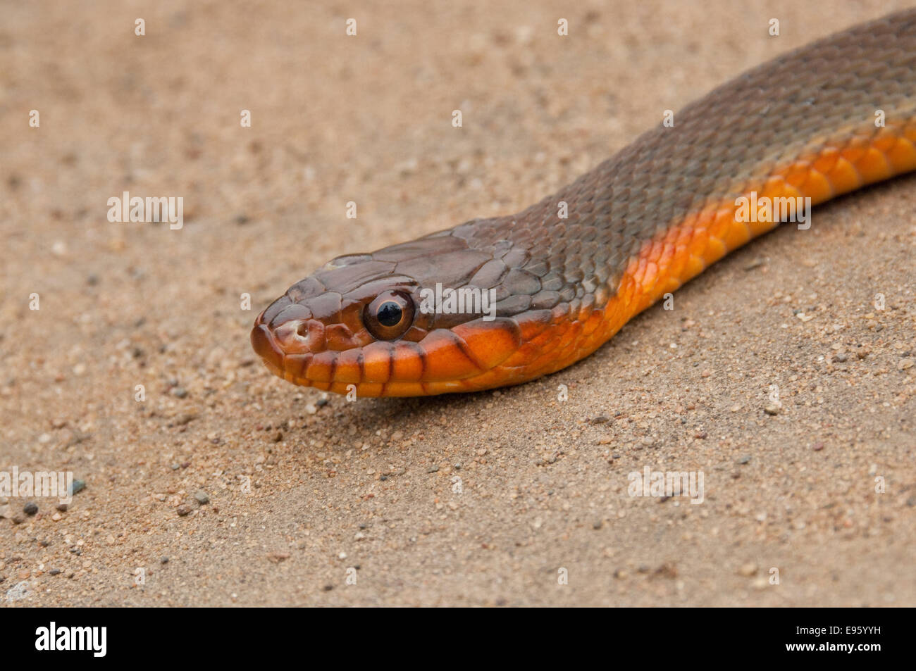 Red-bellied water snake, Nerodia erythrogaster erythrogaster, endemic ...