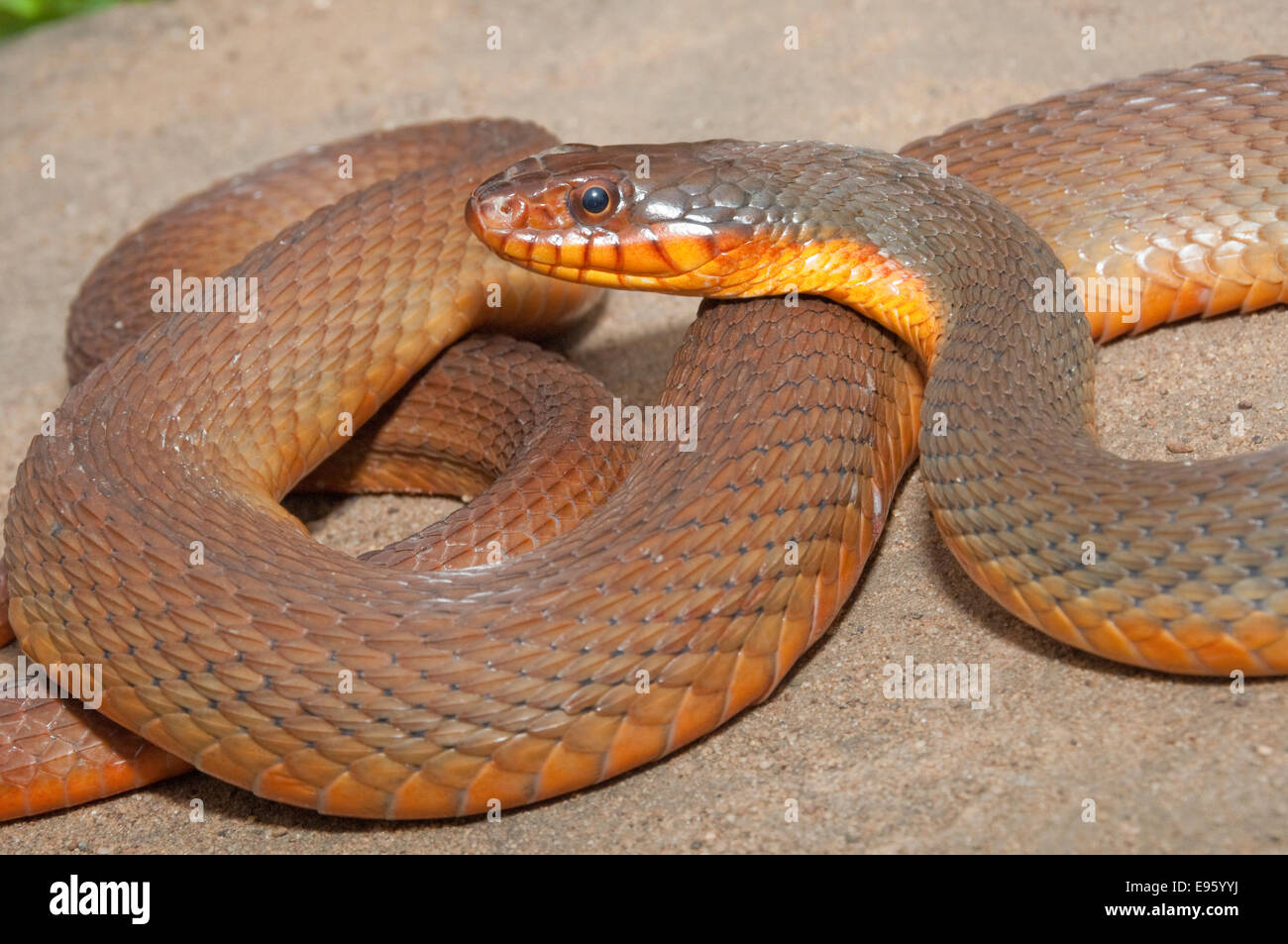 Red-bellied water snake, Nerodia erythrogaster erythrogaster, endemic ...