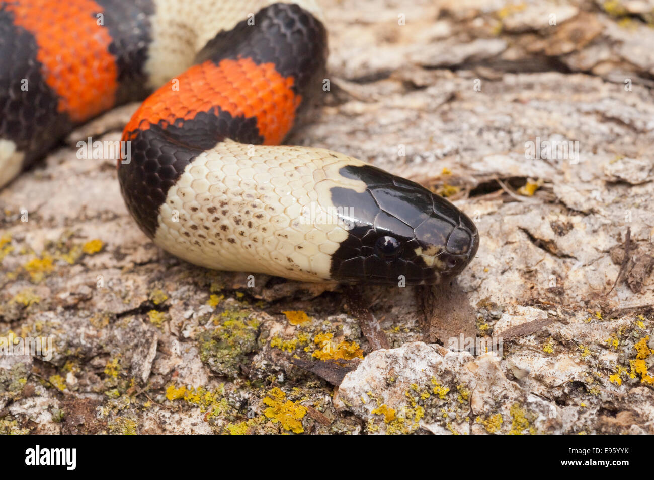 Pueblan (Campbell's) milk snake, Lampropeltis triangulum campbelli ...