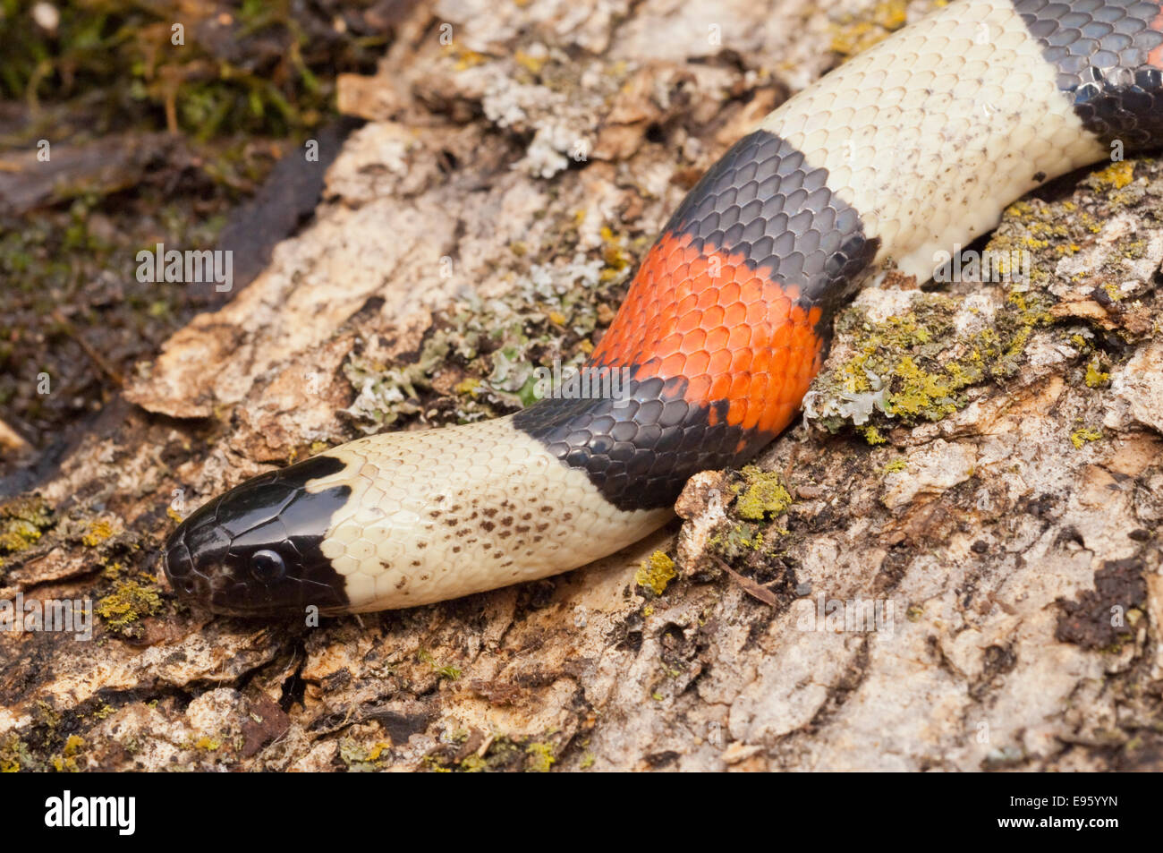 Pueblan (Campbell's) milk snake, Lampropeltis triangulum campbelli ...