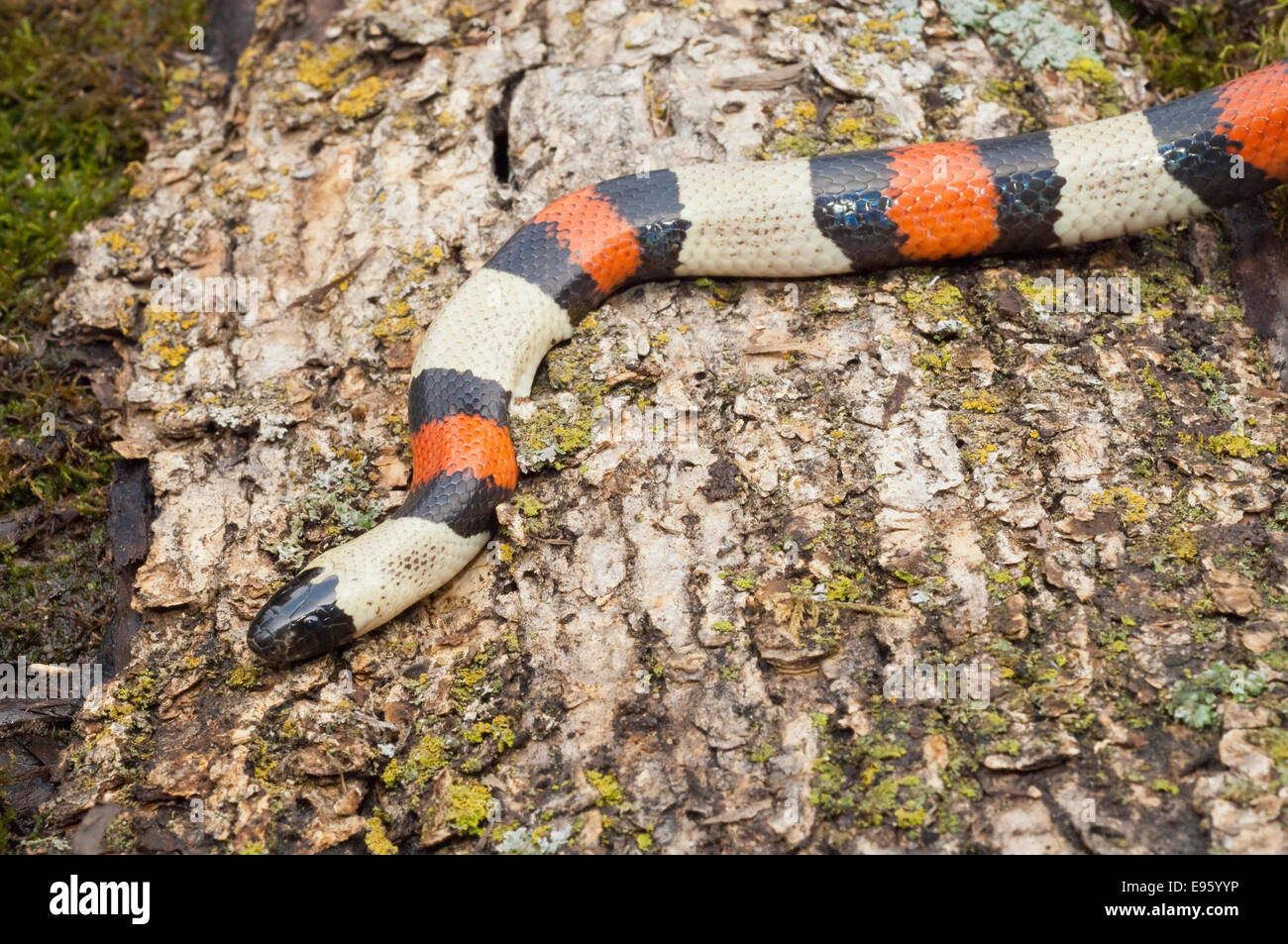 Pueblan (Campbell's) milk snake, Lampropeltis triangulum campbelli ...