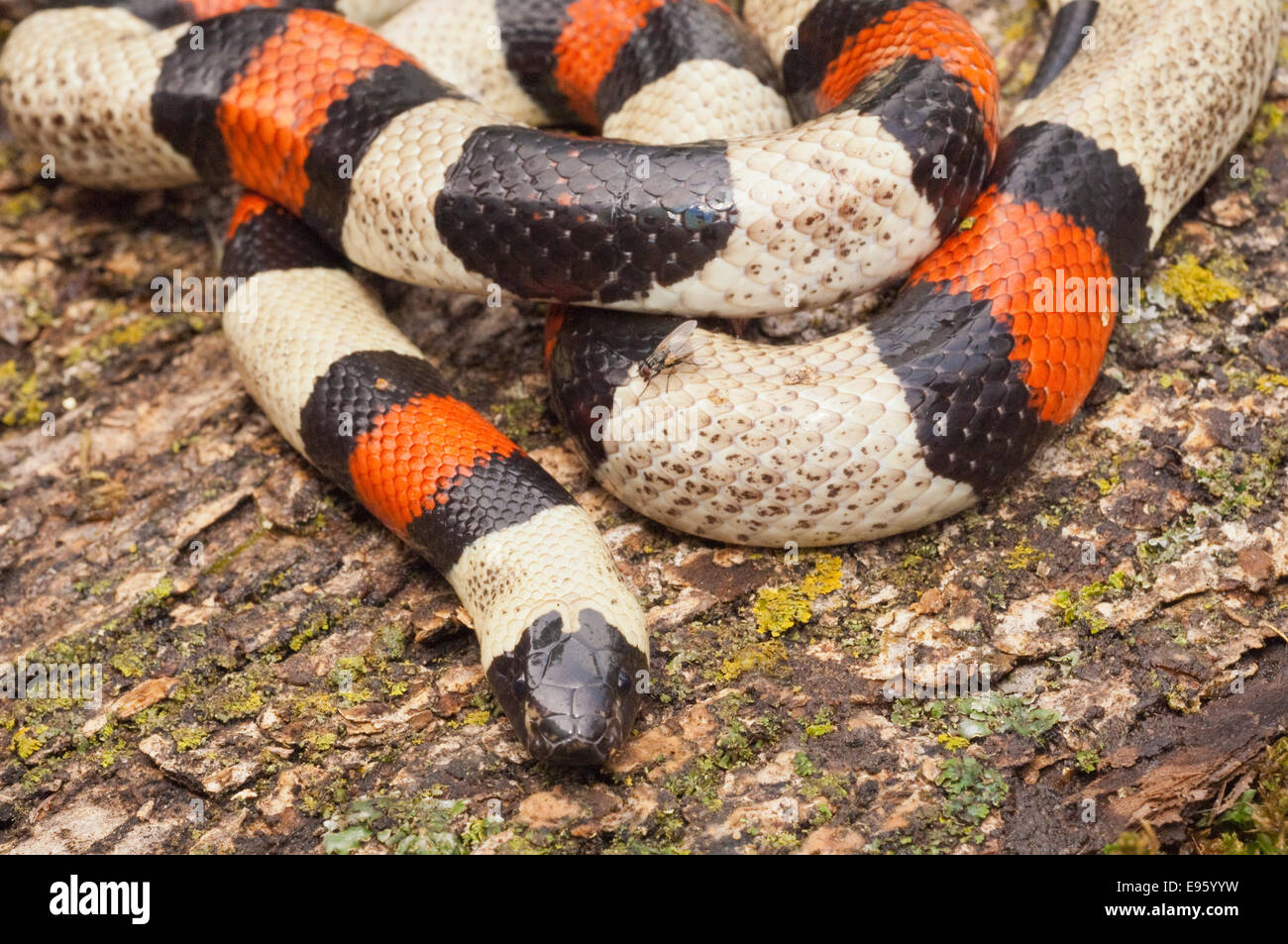 Pueblan (Campbell's) milk snake, Lampropeltis triangulum campbelli ...