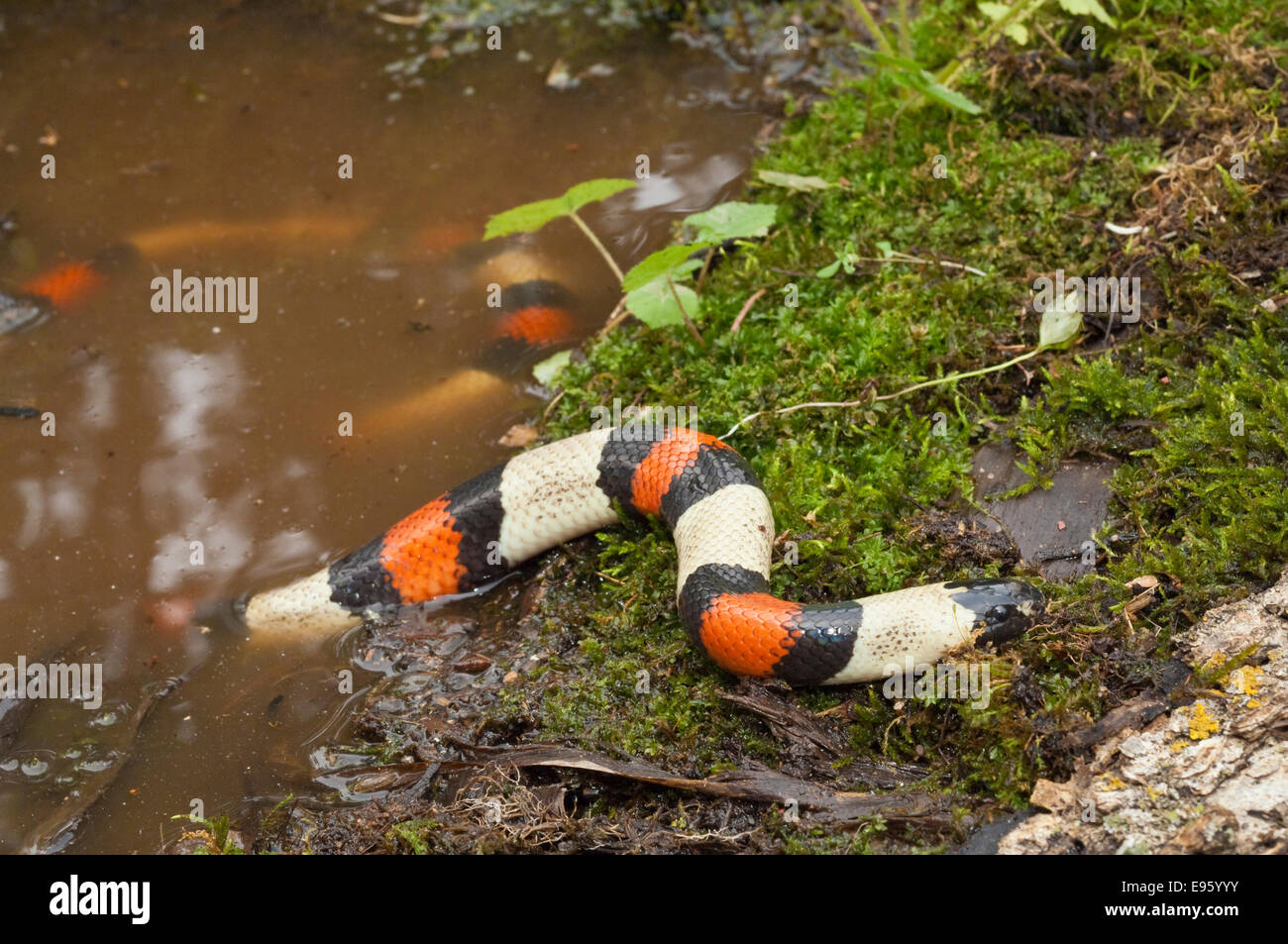 Pueblan (Campbell's) milk snake, Lampropeltis triangulum campbelli ...