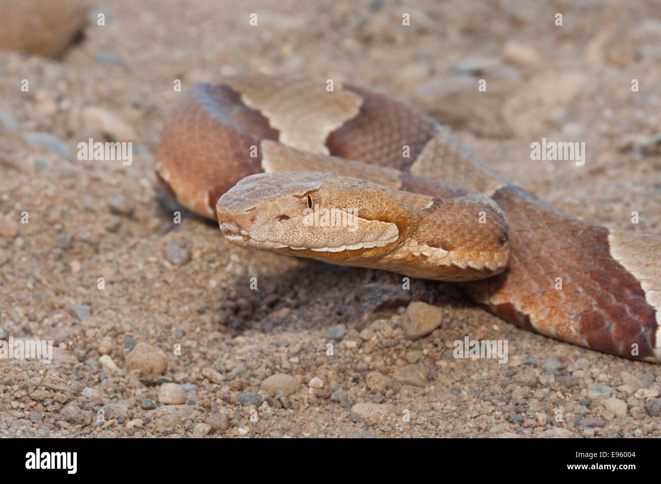 Broad banded copperhead snake hi-res stock photography and images - Alamy