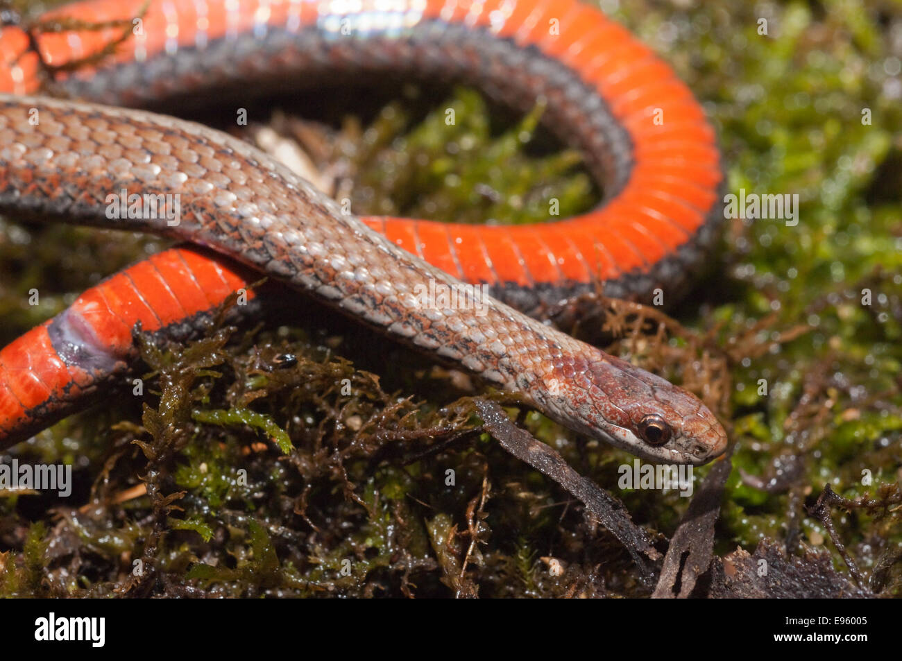 Northern red-bellied snake, Storeria occipitomaculata occipitomaculata ...