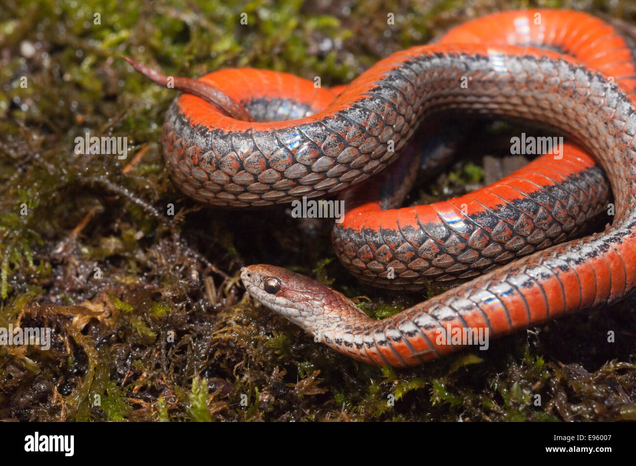 Red Bellied Snake