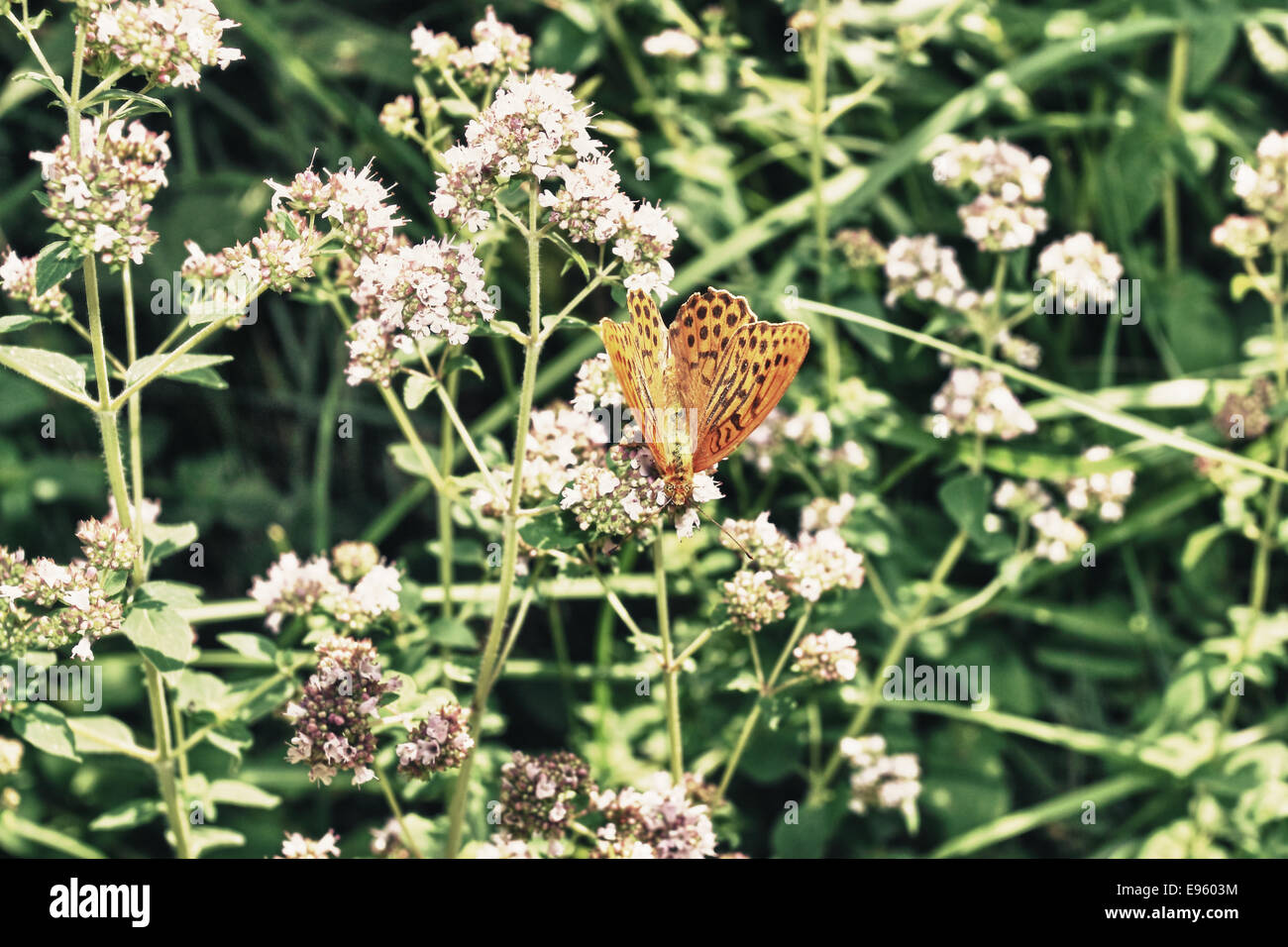 Light grey butterfly hi-res stock photography and images - Alamy