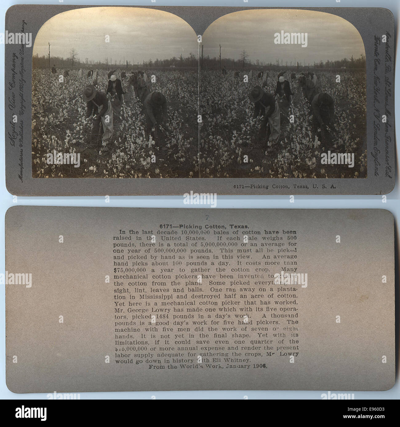 Cotton picking texas hi-res stock photography and images - Alamy