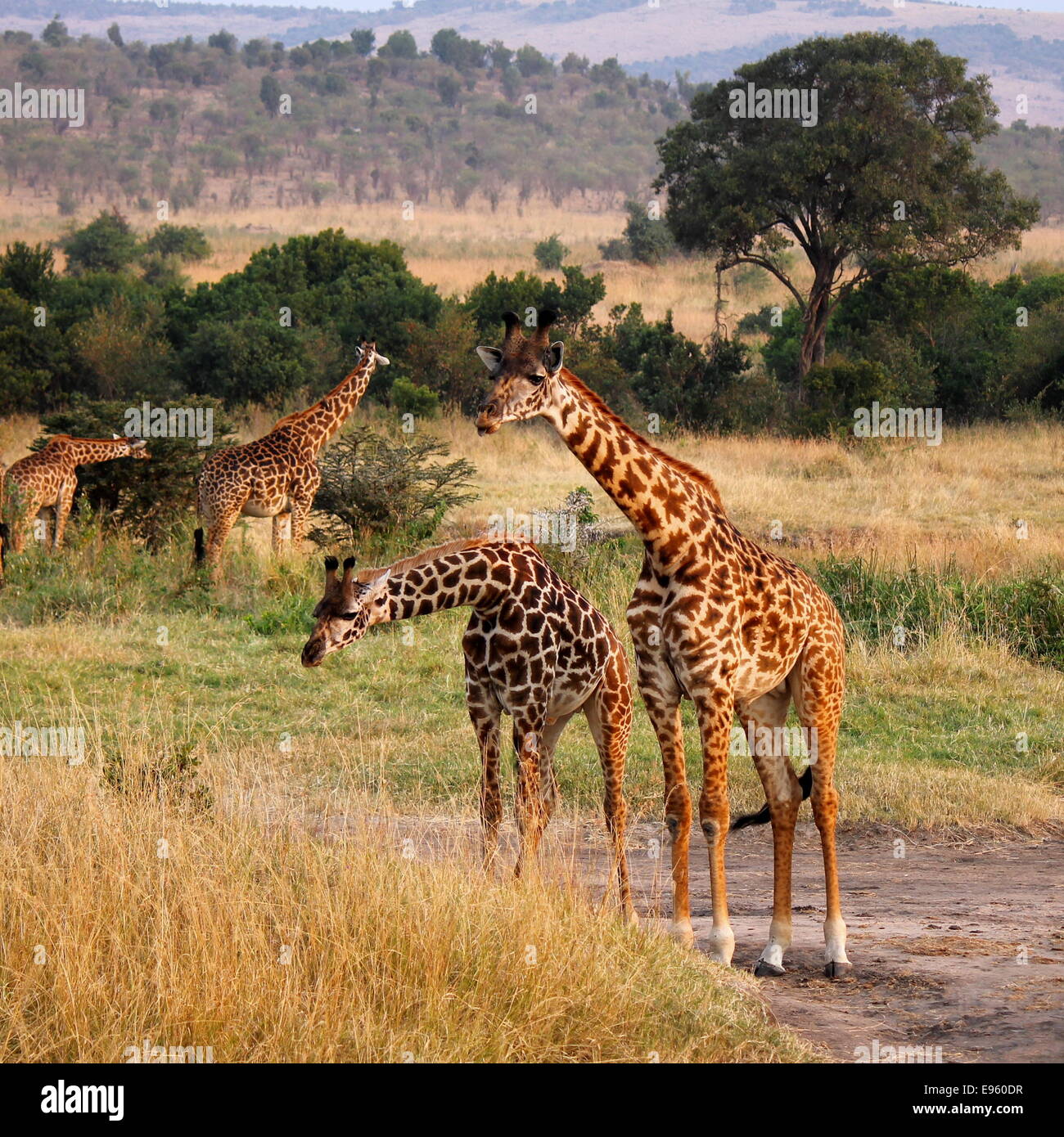Masai or Kilimanjaro Giraffe - Scientific name: Giraffa camelopardalis ...
