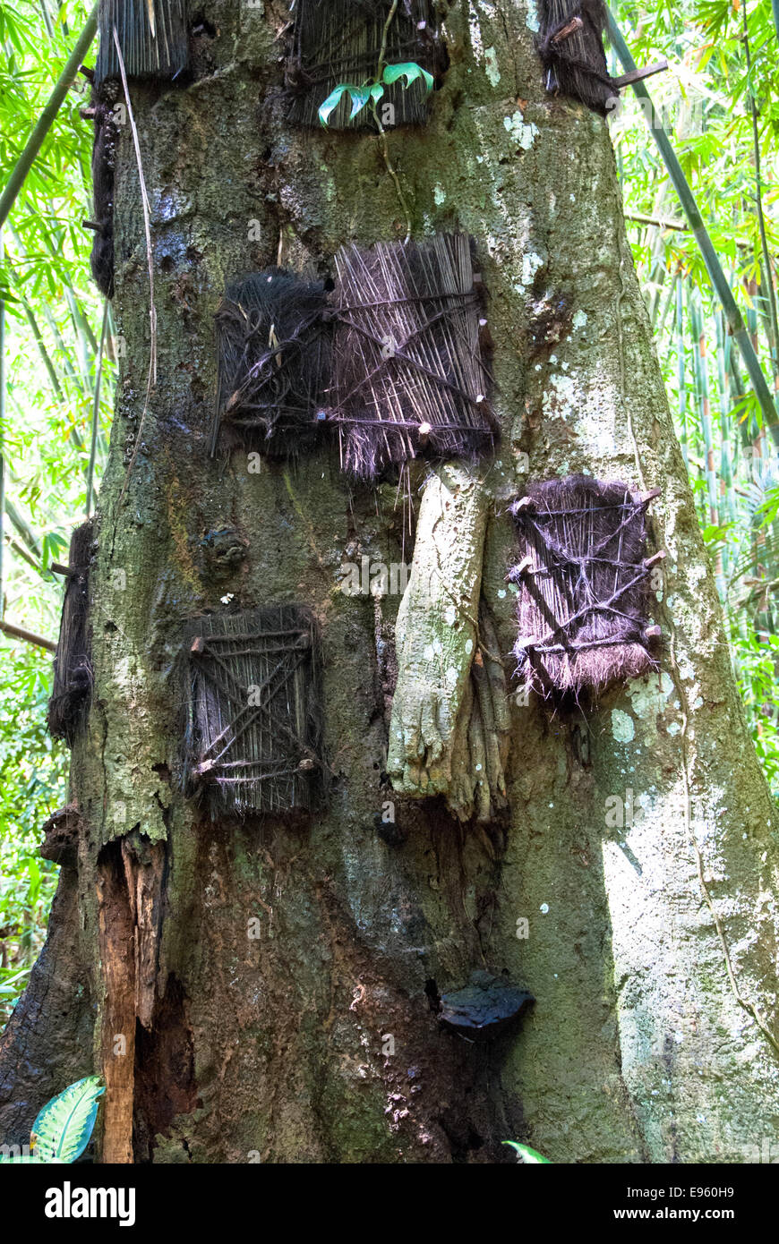 tree graves for babies in kambira tanah toraja sulawesi indonesia Stock ...