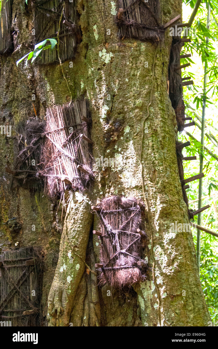 tree graves for babies in kambira tanah toraja sulawesi indonesia Stock ...