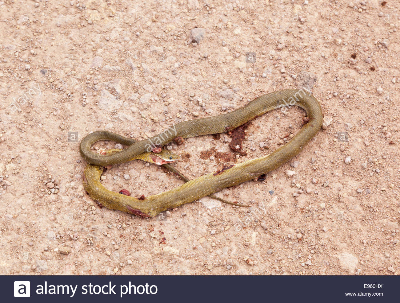 Dead Snake High Resolution Stock Photography and Images - Alamy