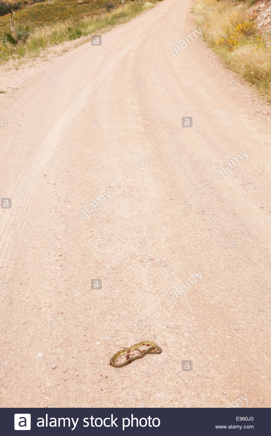 Dead Snakes Stock Photos & Dead Snakes Stock Images - Alamy