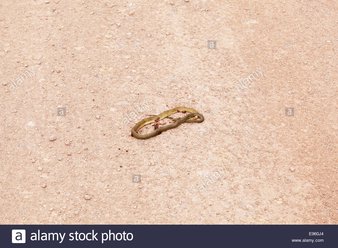 Dead Snakes Stock Photos & Dead Snakes Stock Images - Alamy