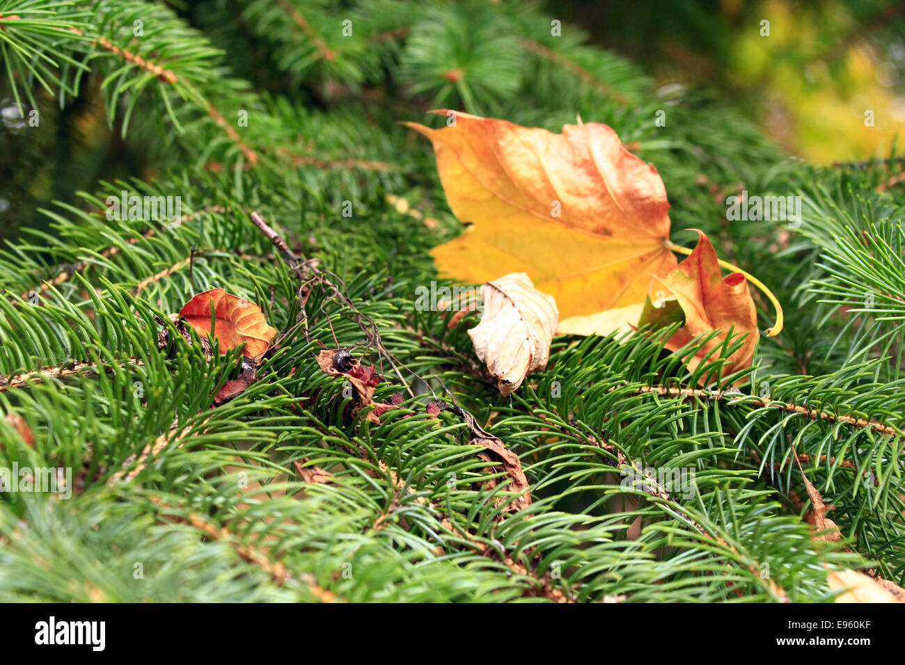 Fur tree hi-res stock photography and images - Alamy