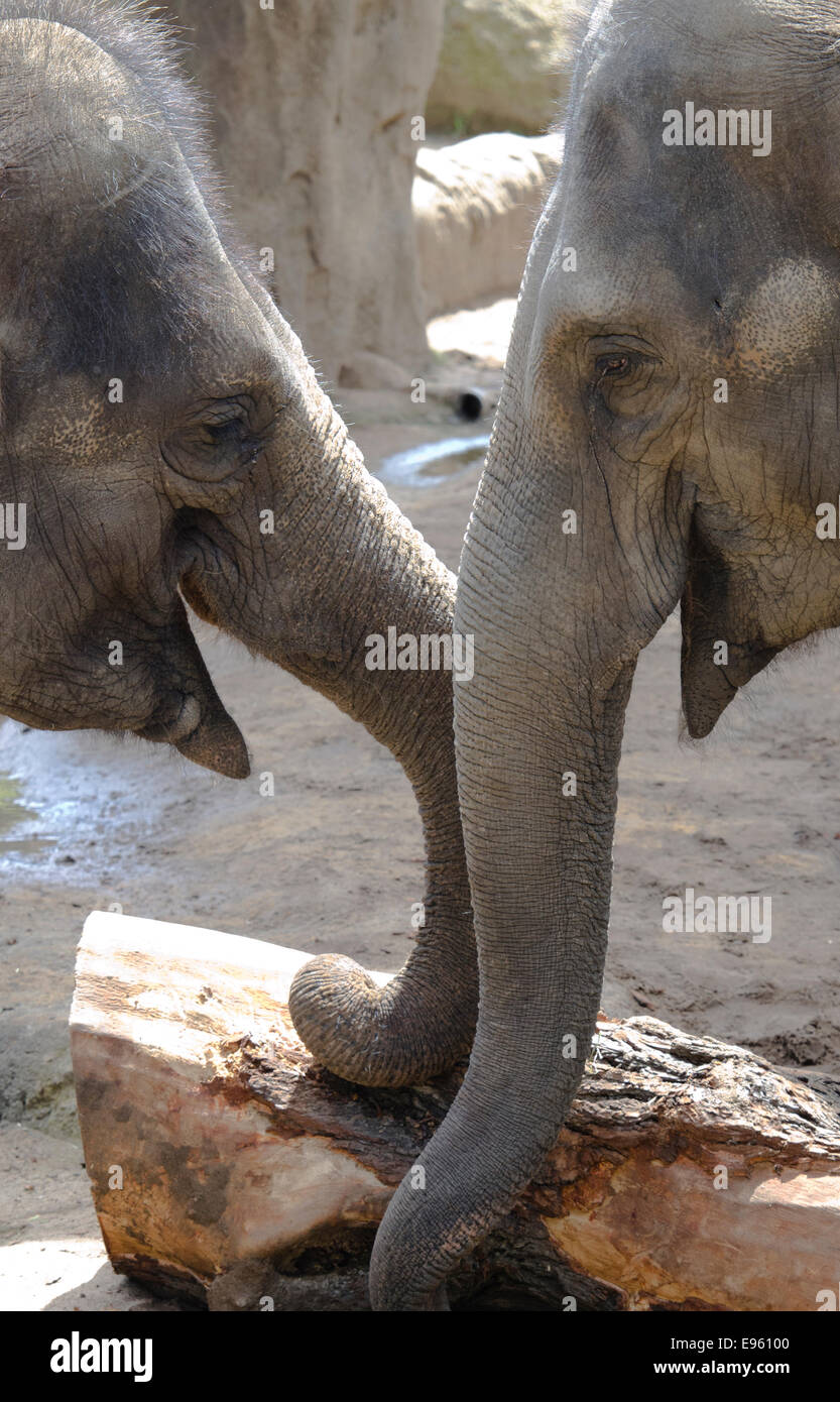 Two Elephants smiling and playing together at the Melbourne zoo Stock ...