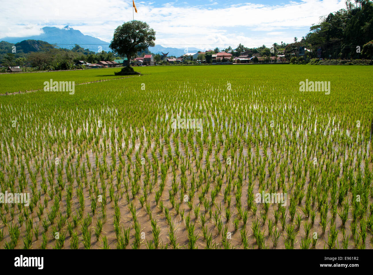 paddy in indonesia Stock Photo - Alamy