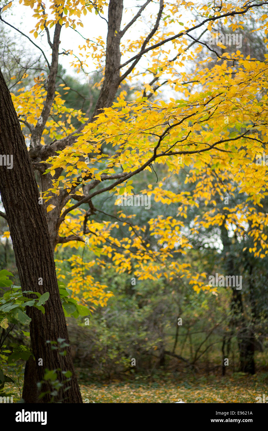 Colorful fall tree hi-res stock photography and images - Alamy