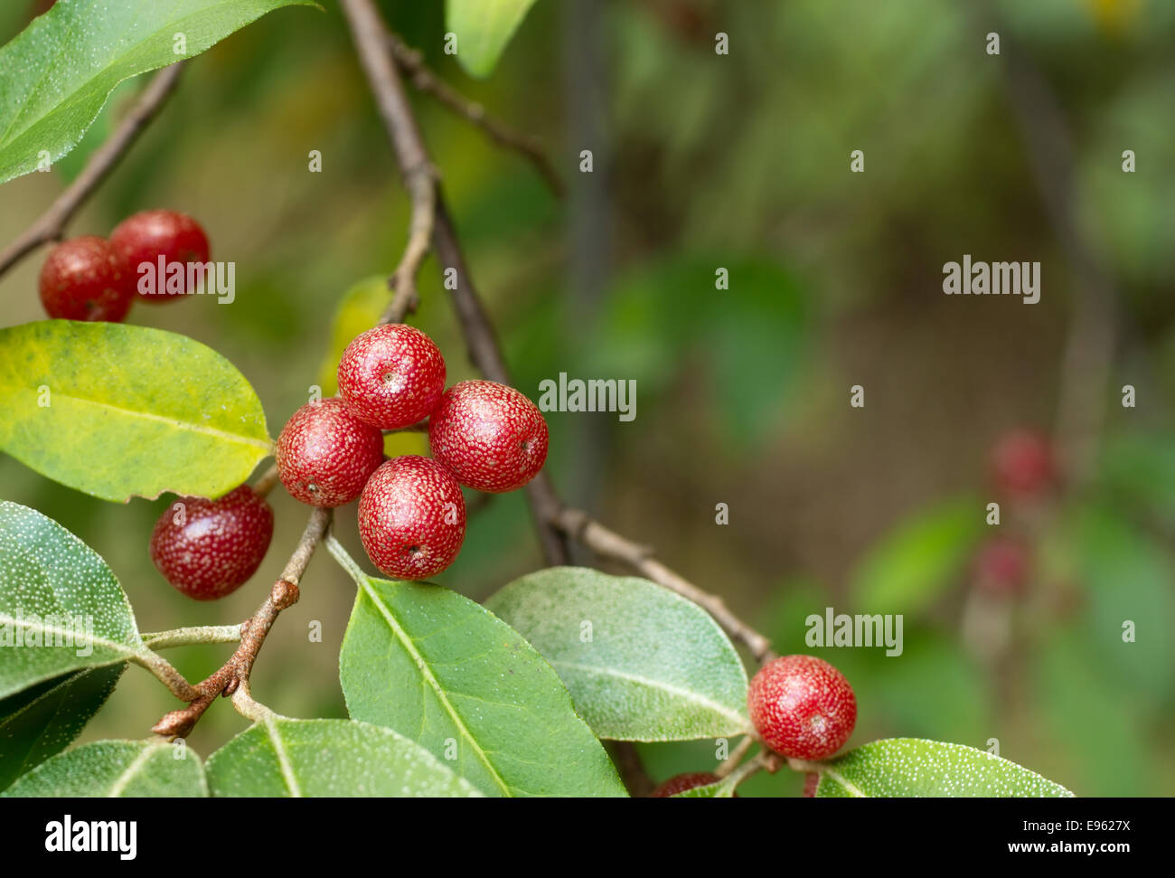 Ripe Autumn Olive Berries (Elaeagnus Umbellata) growing on a branch ...