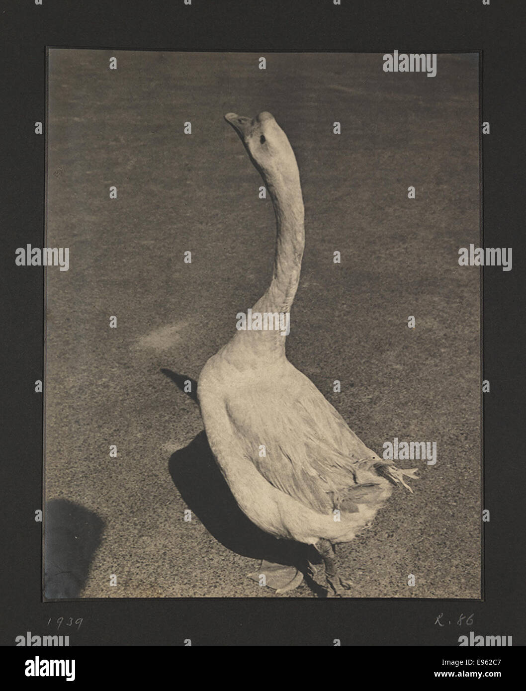 Photograph of geese, showing the birds in a natural setting. The image ...