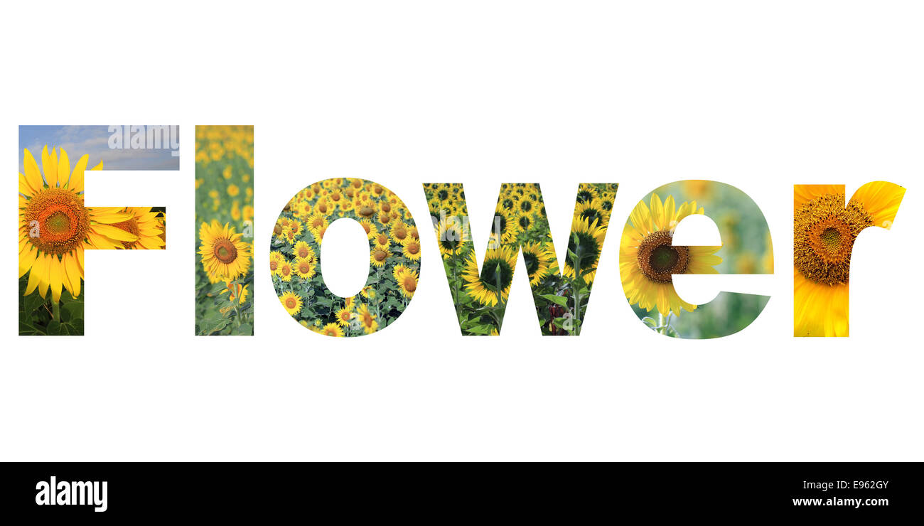 word flower on white background Stock Photo - Alamy