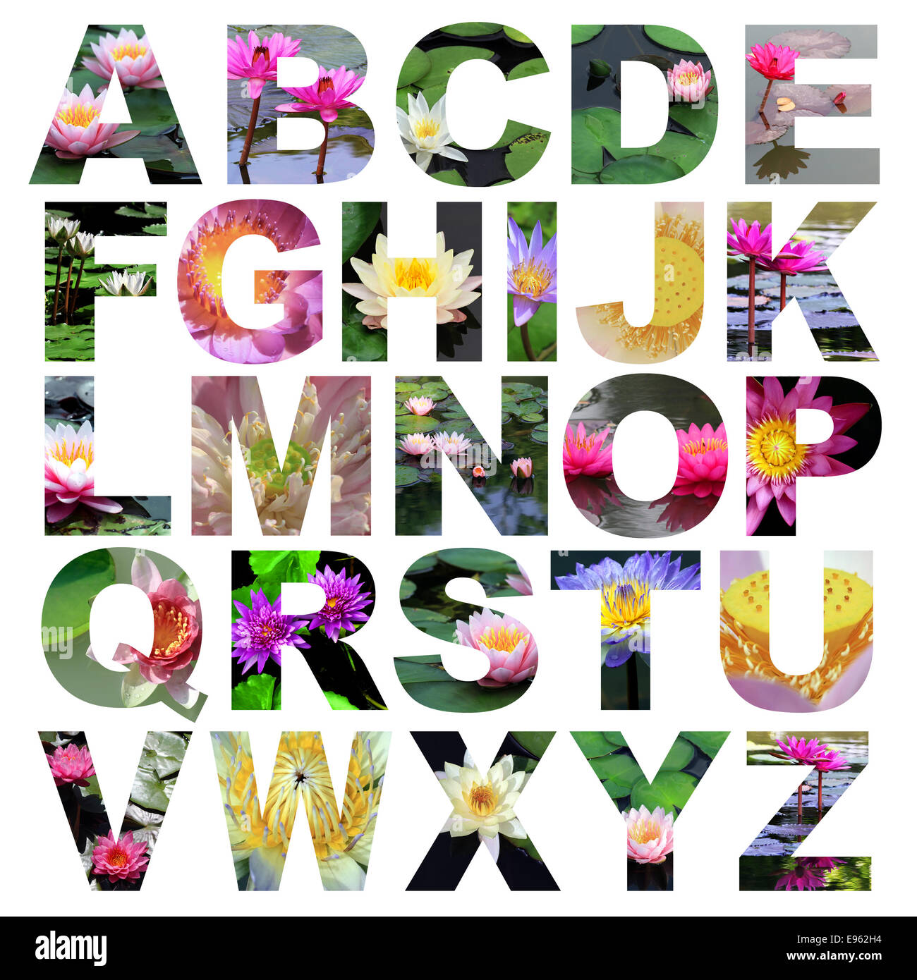 alphabet a to z made from lotus flower picture Stock Photo - Alamy