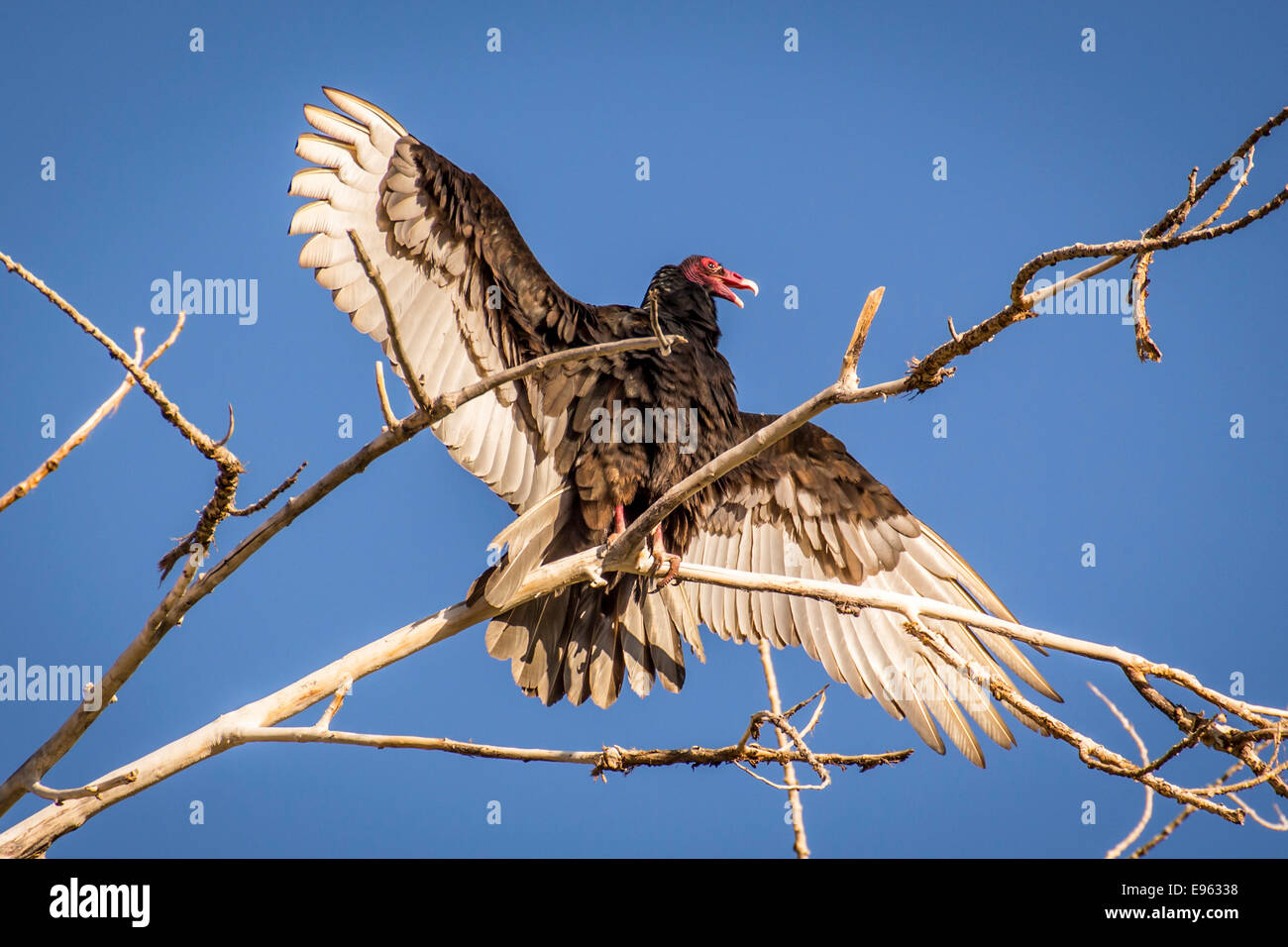 Turkey Vulture, Moab, Utah Stock Photo - Alamy