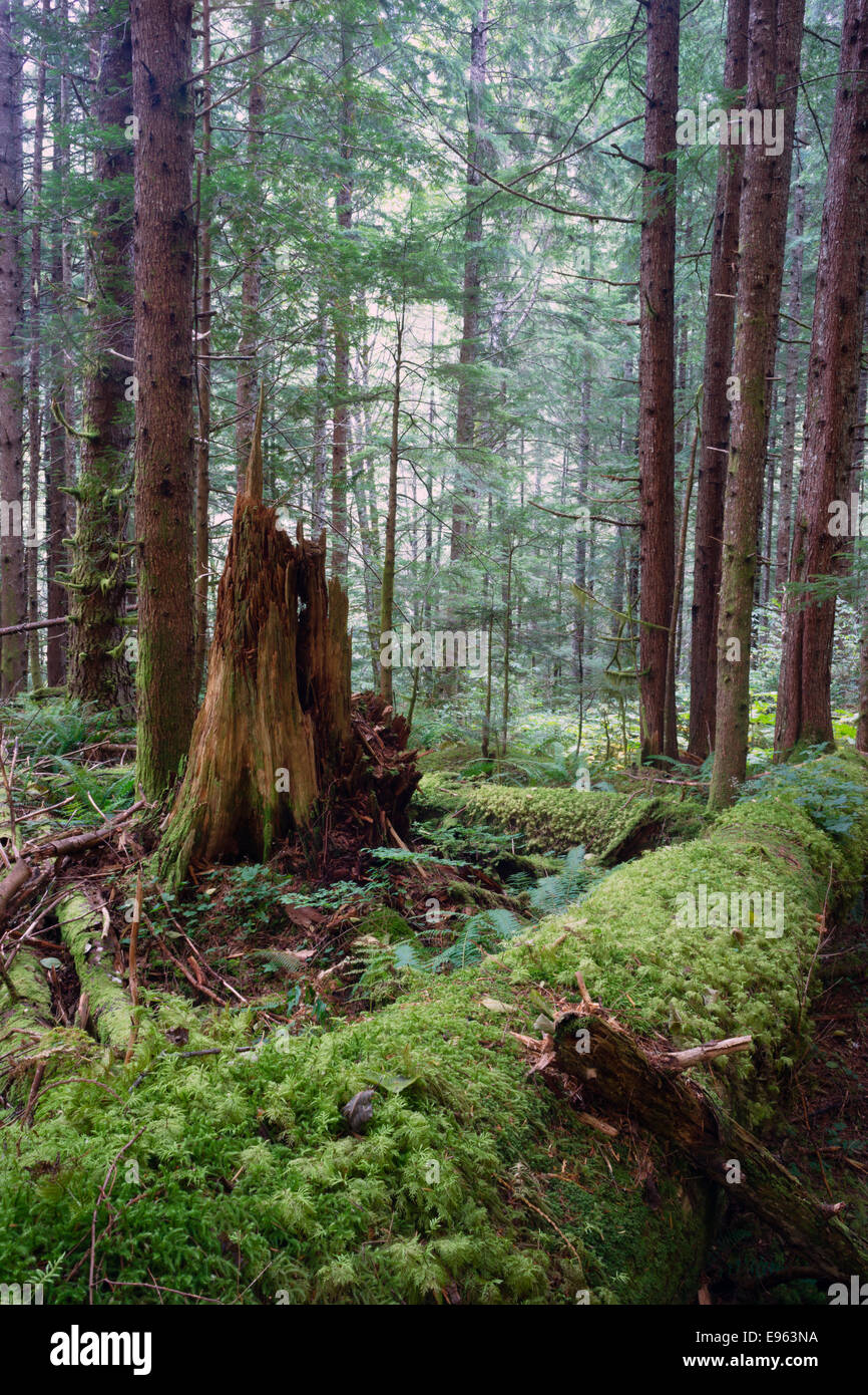Fallen logs in the forest bring new places for growth Stock Photo - Alamy