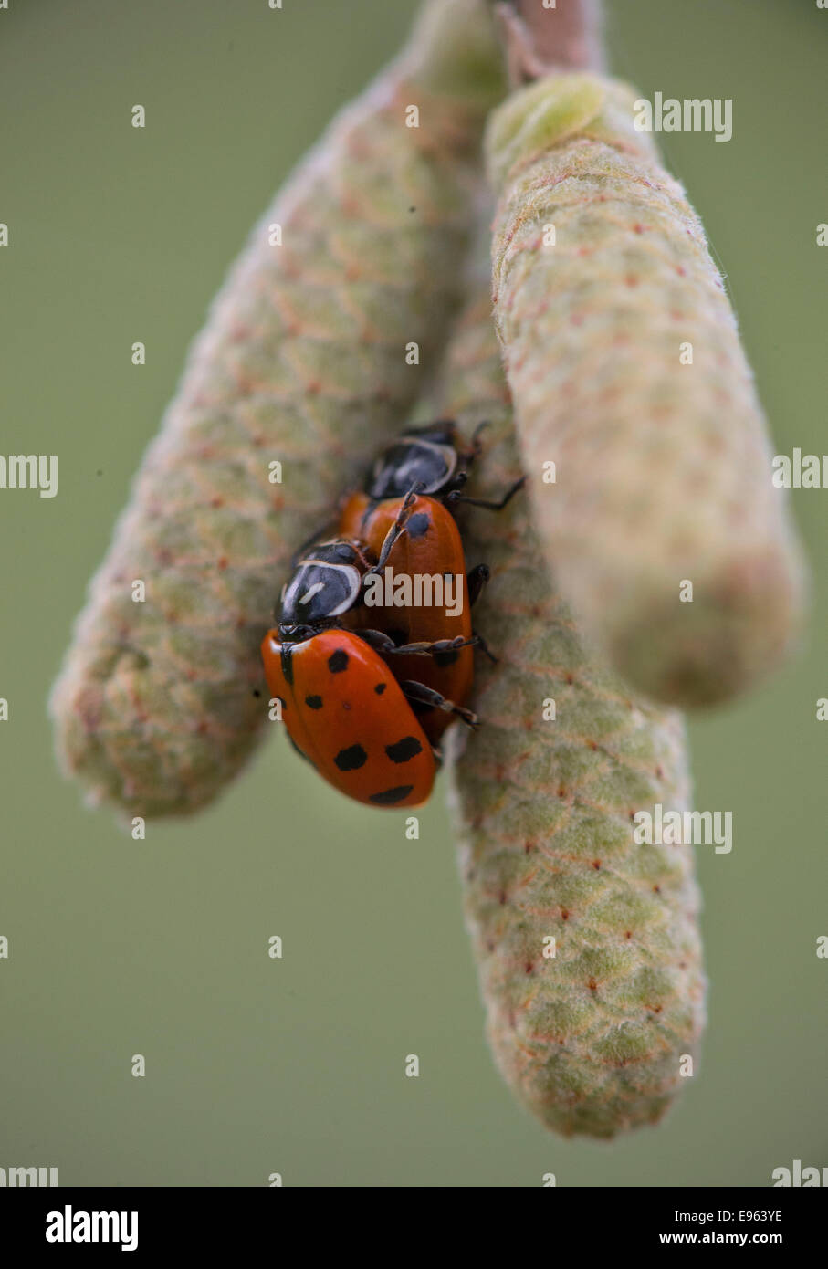 Roseburg, Oregon, USA. 20th Oct, 2014. A pair of ladybugs mate while ...