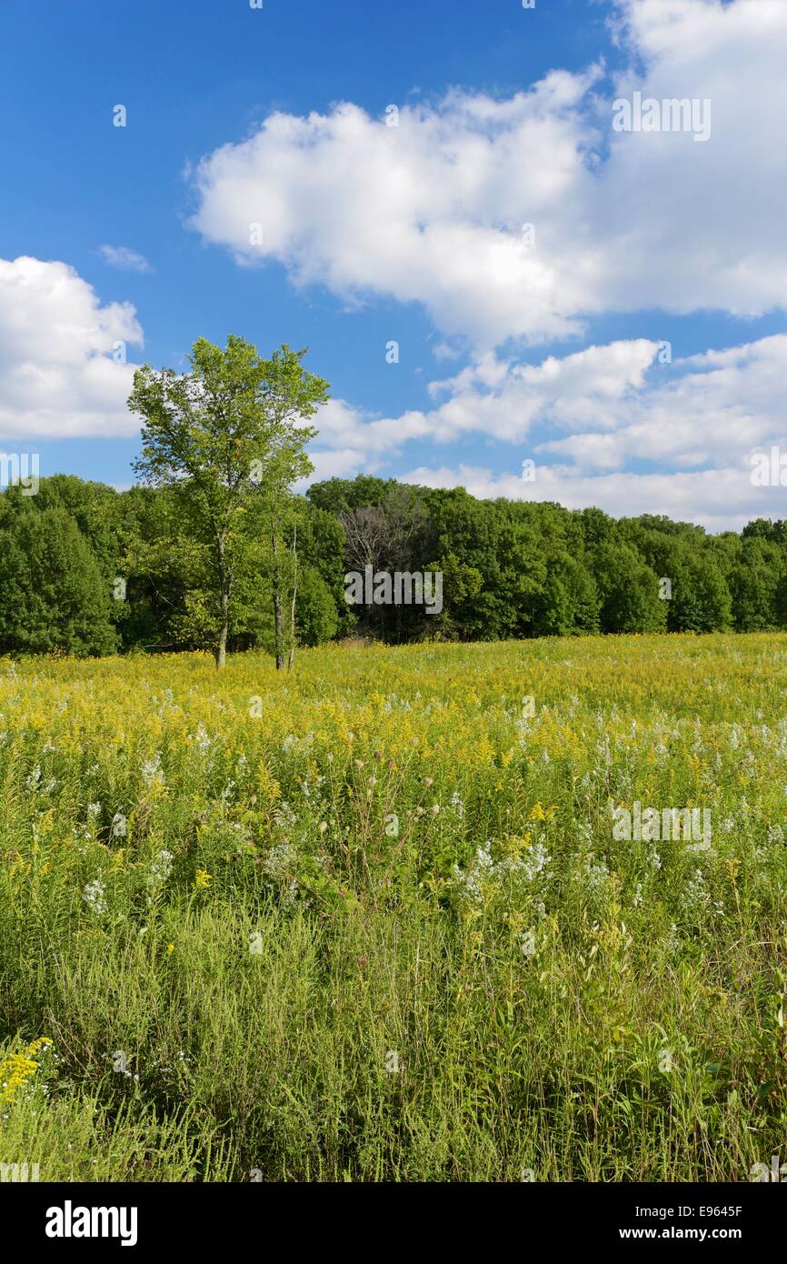 Illinois wildflowers hi-res stock photography and images - Alamy