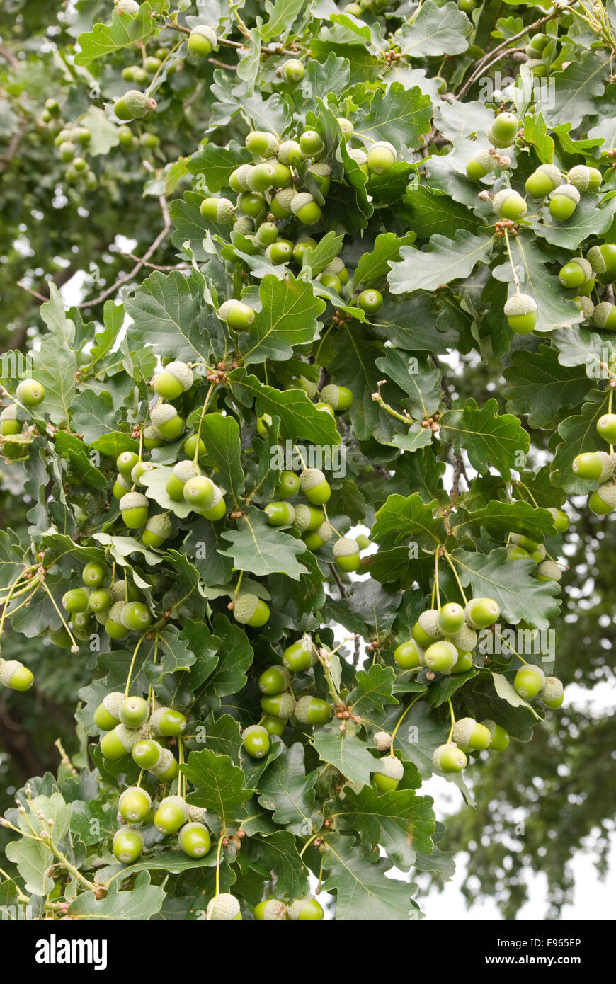 Acorns on an oak tree Stock Photo - Alamy