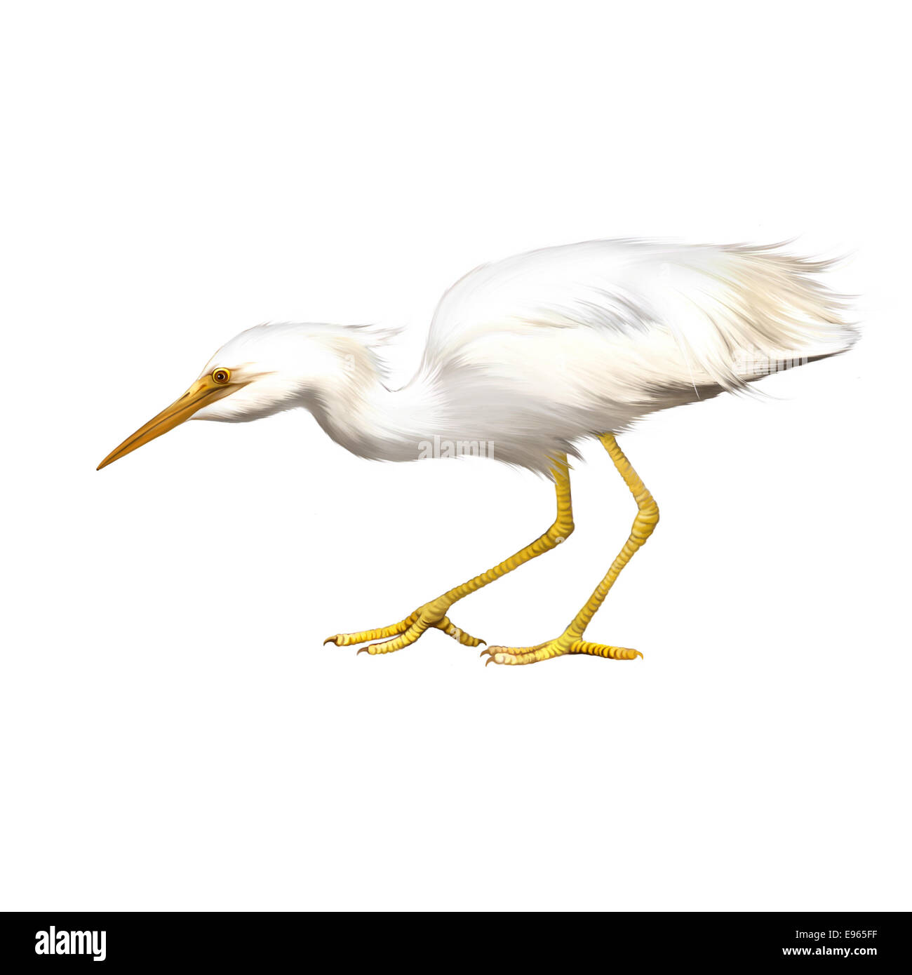 Great White Egret, Ardea alba, Isolated on white background Stock Photo ...