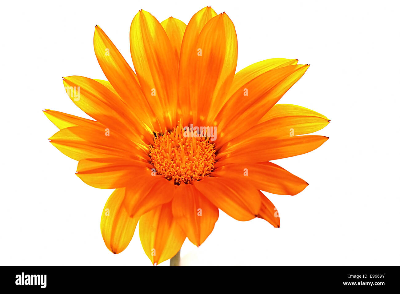 See through flower transparent hi-res stock photography and images - Alamy