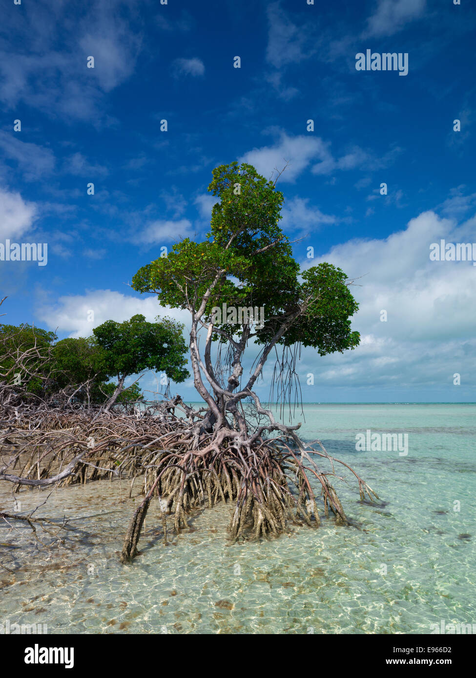 Mangroves in the Mud Key's, Key West Stock Photo - Alamy