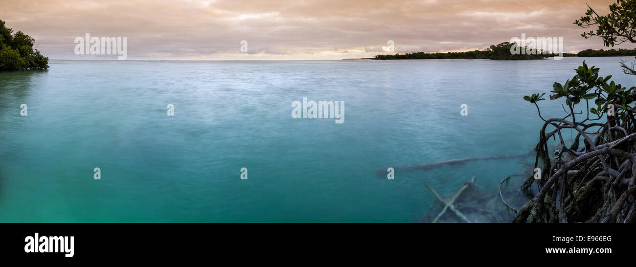 Mangroves in keys hi-res stock photography and images - Alamy