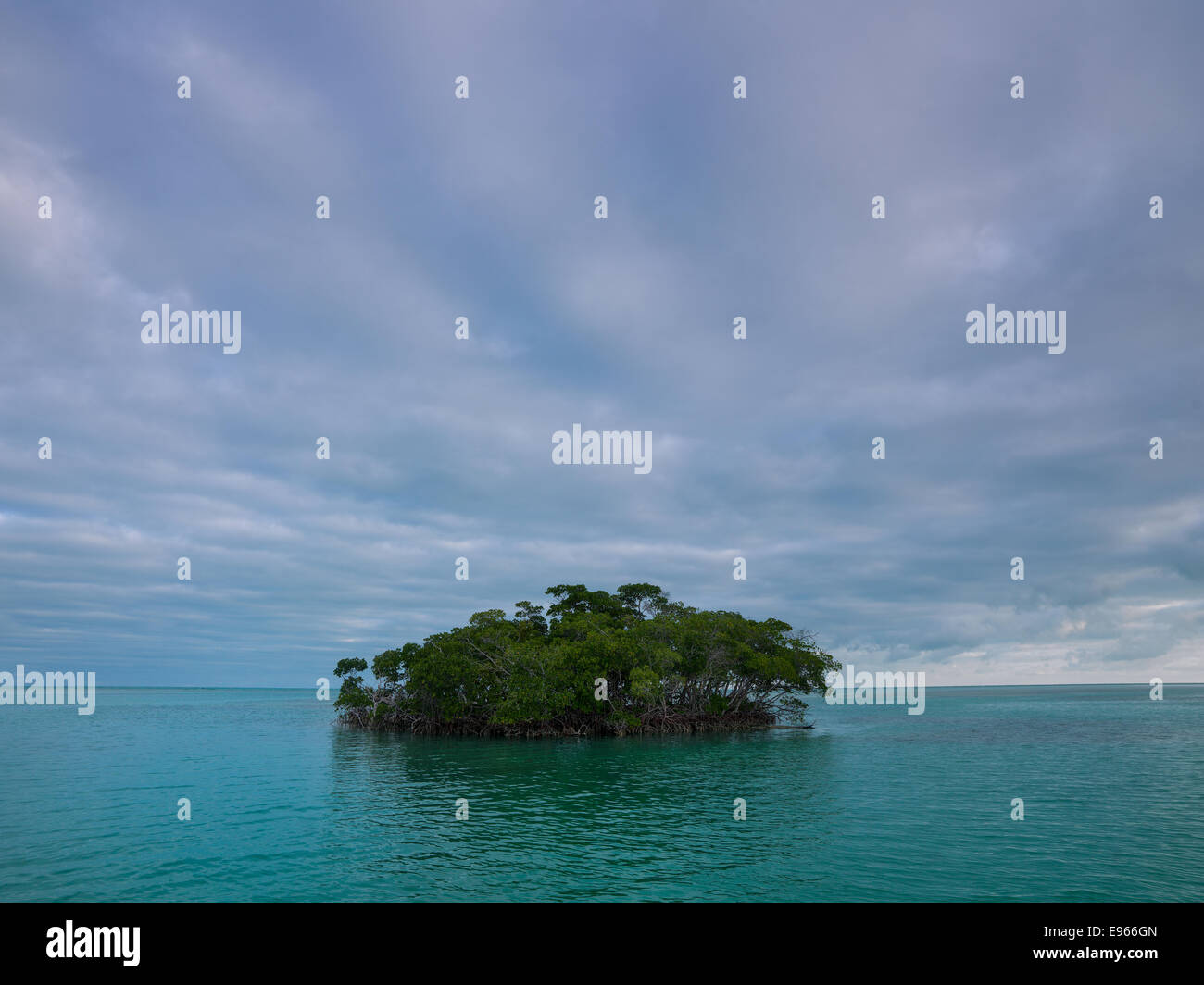 Mangroves in the Mud Key's, Key West Stock Photo - Alamy