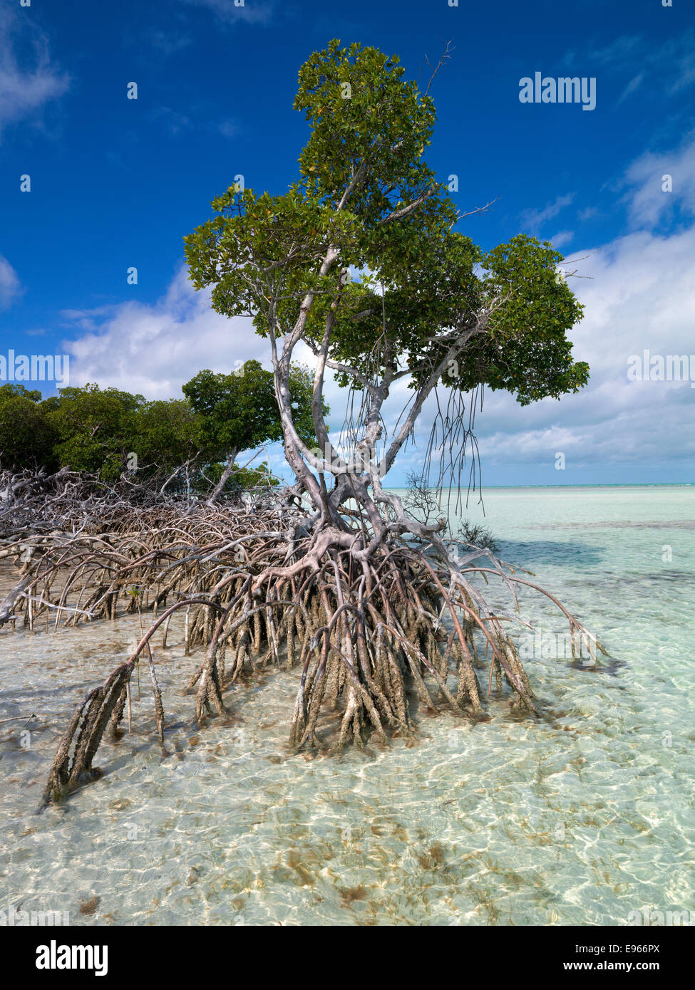 Lisk hi-res stock photography and images - Alamy