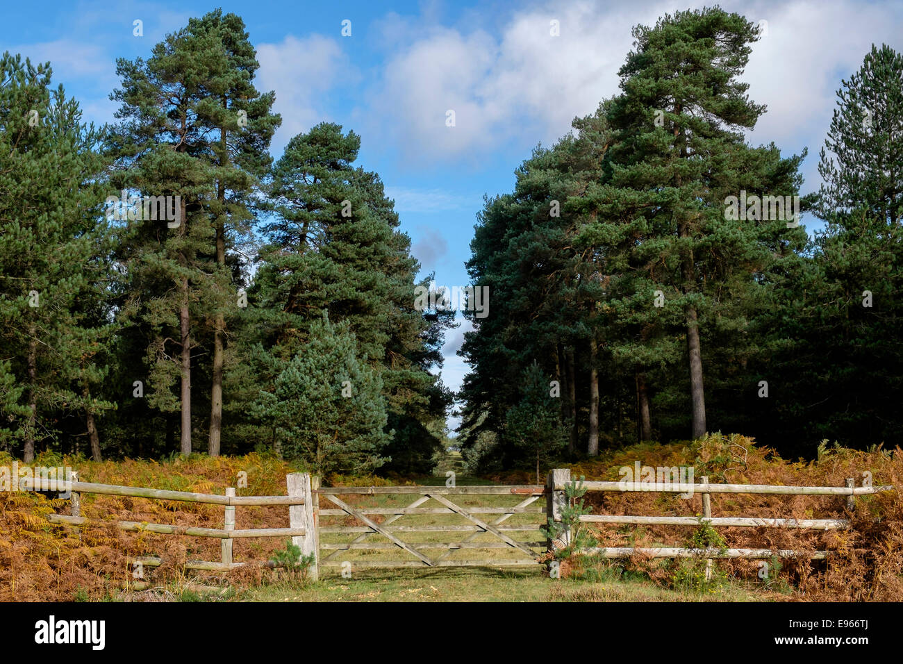 Wooden gate path pathway hi-res stock photography and images - Alamy
