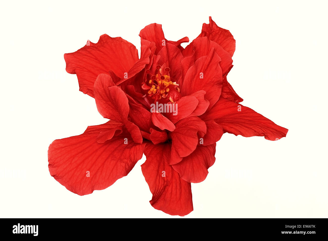 The Red Flower Stock Photo - Alamy