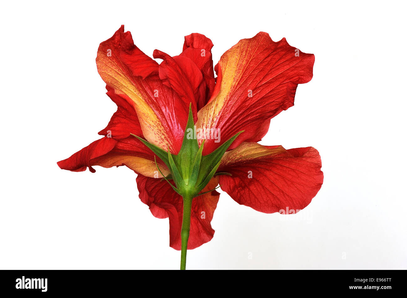Side bloom Cut Out Stock Images & Pictures - Alamy