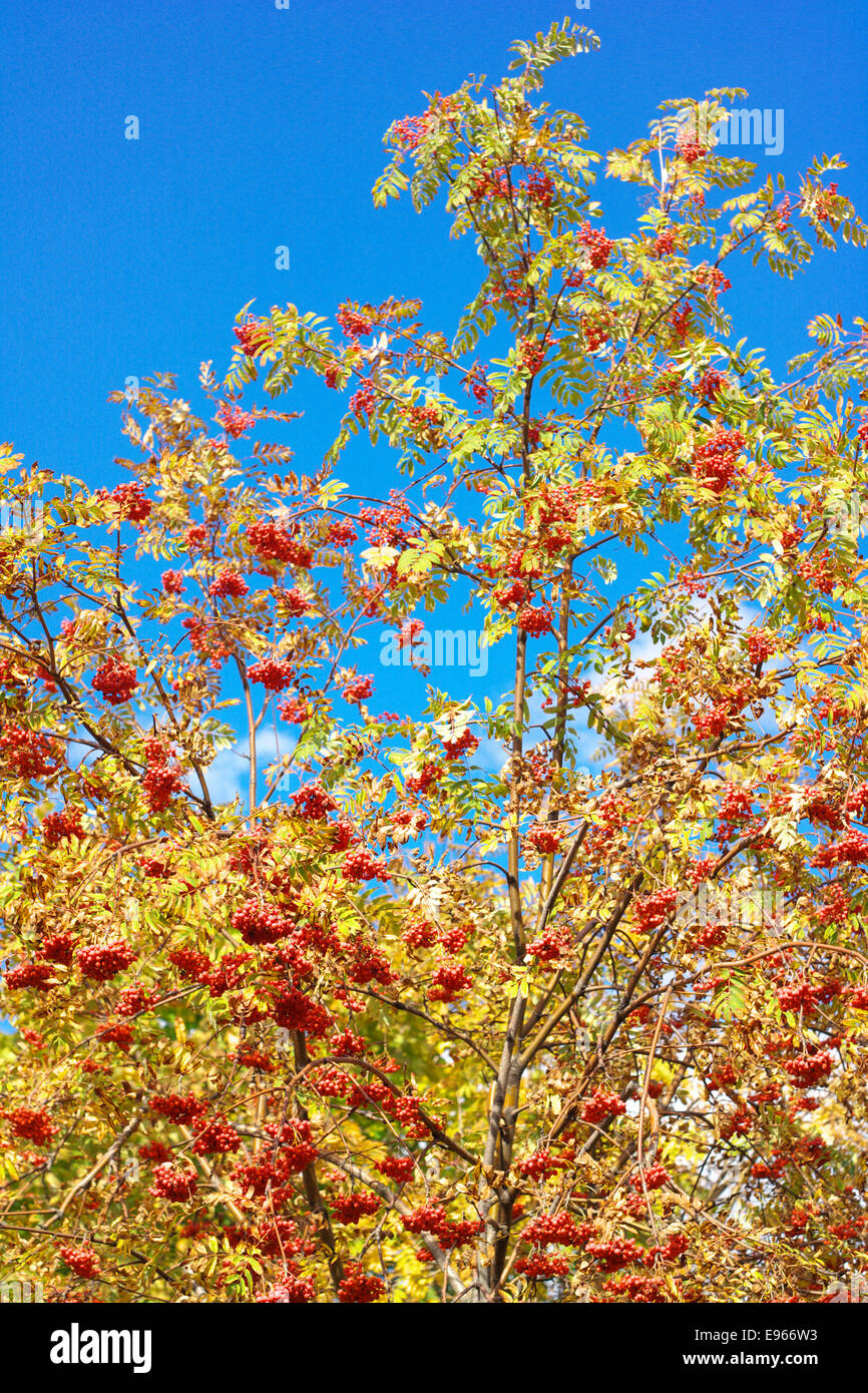 ashberry at dry sunny day Stock Photo - Alamy