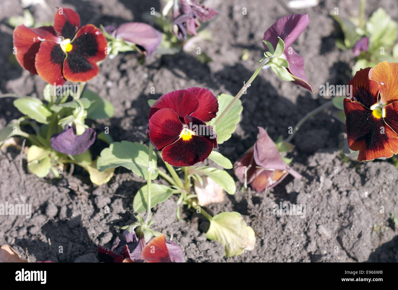 Red Viola at Spring Stock Photo - Alamy