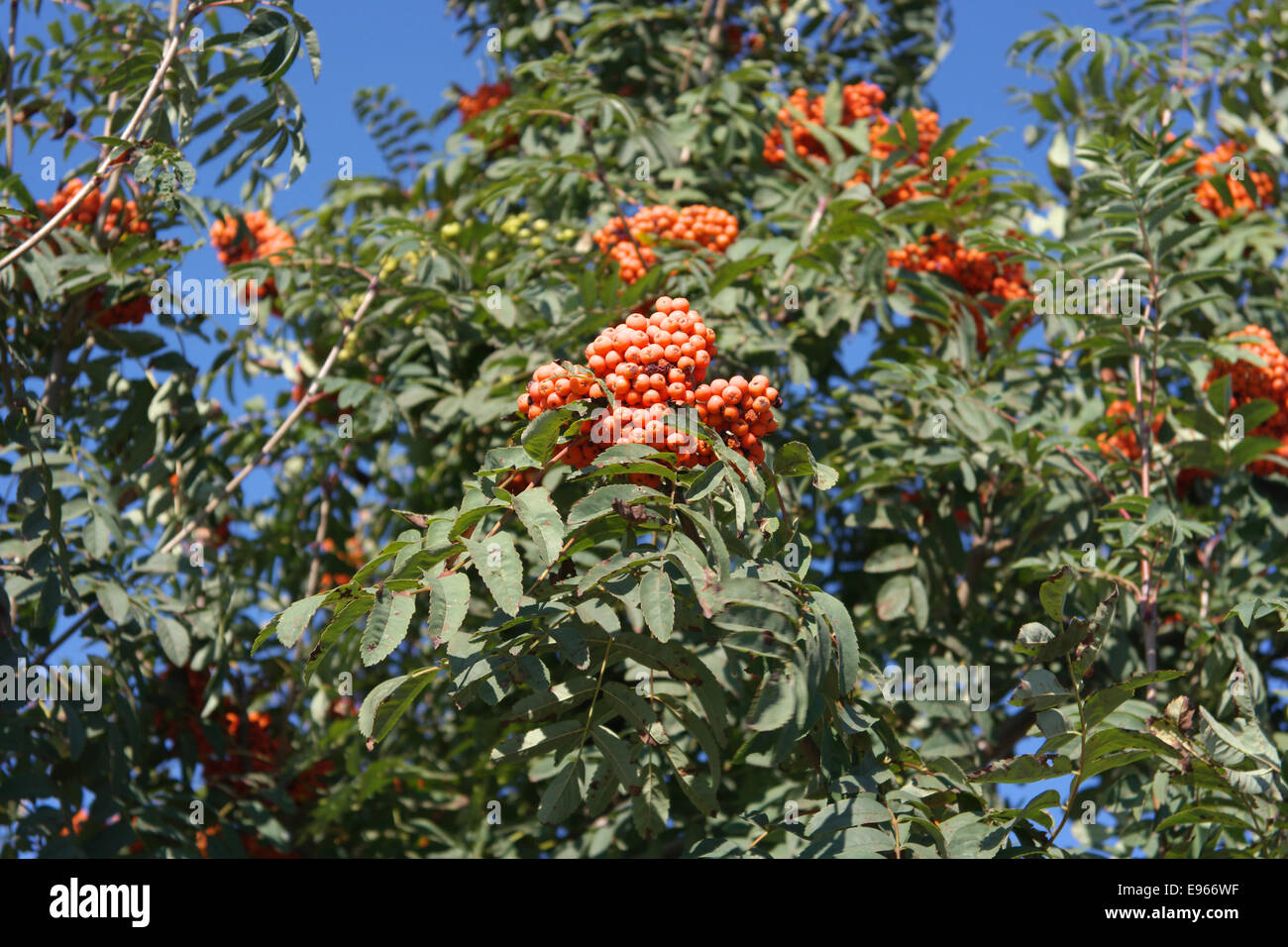 ashberry at dry sunny day Stock Photo - Alamy