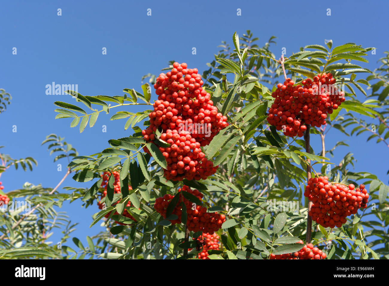 ashberry at dry sunny day Stock Photo - Alamy